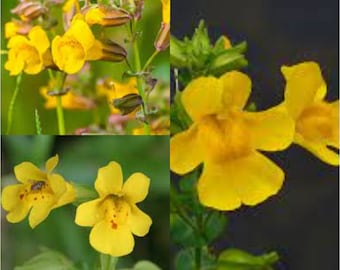 Mimulus X Hybrida Magic Blotch Flower Seed Mix 200 Seeds - Etsy