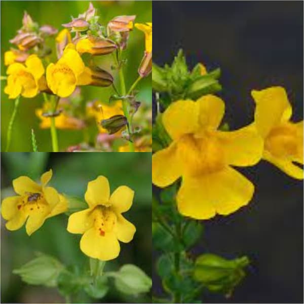 Mimulus - Etsy