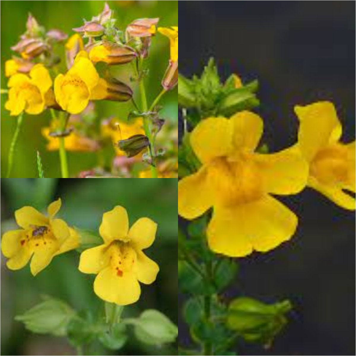 Mimulus Nasutus