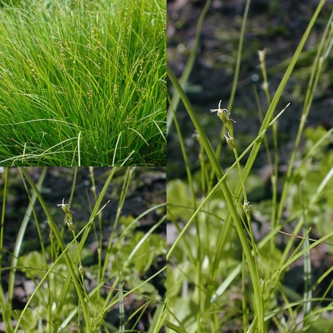 Seeds for Planting, Carex Radiata Seeds, Eastern Star Sedge, ~ Bulk ...