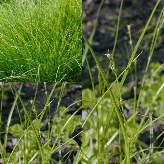 Seeds for Planting Carex Radiata Seeds Eastern Star Sedge - Etsy