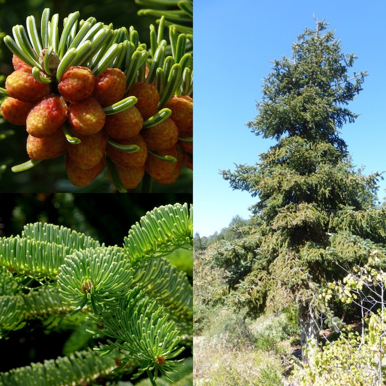 Seeds for Planting, Abies Nordmanniana Equi-trojani Seeds, Trojan Fir ...