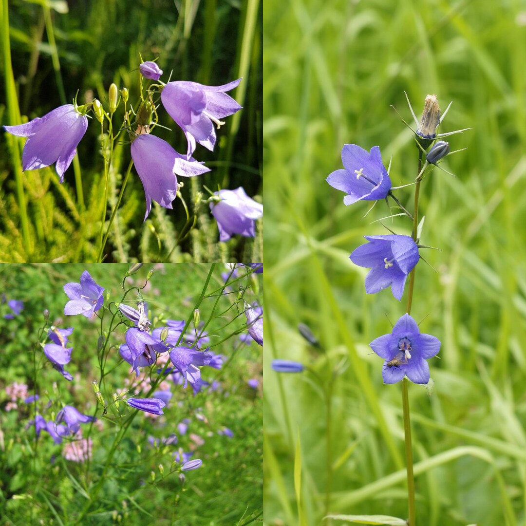 Seeds for Planting, Campanula Rotundifolia Seeds, Harebell, Scottish ...