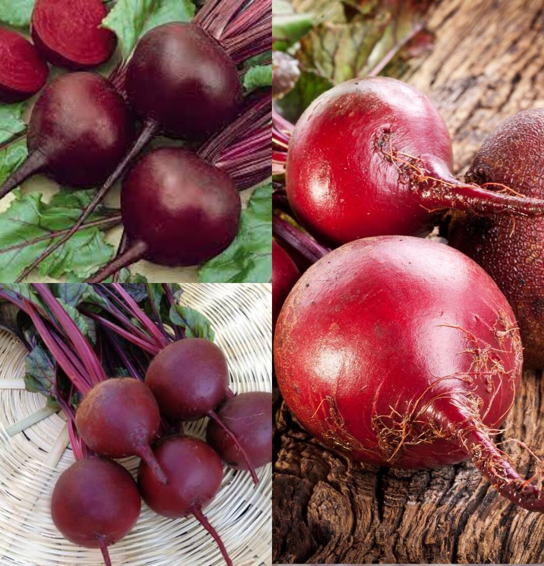 Seeds for Planting, Beta Vulgaris Detroit Dark Red Seeds, Common Beet ...