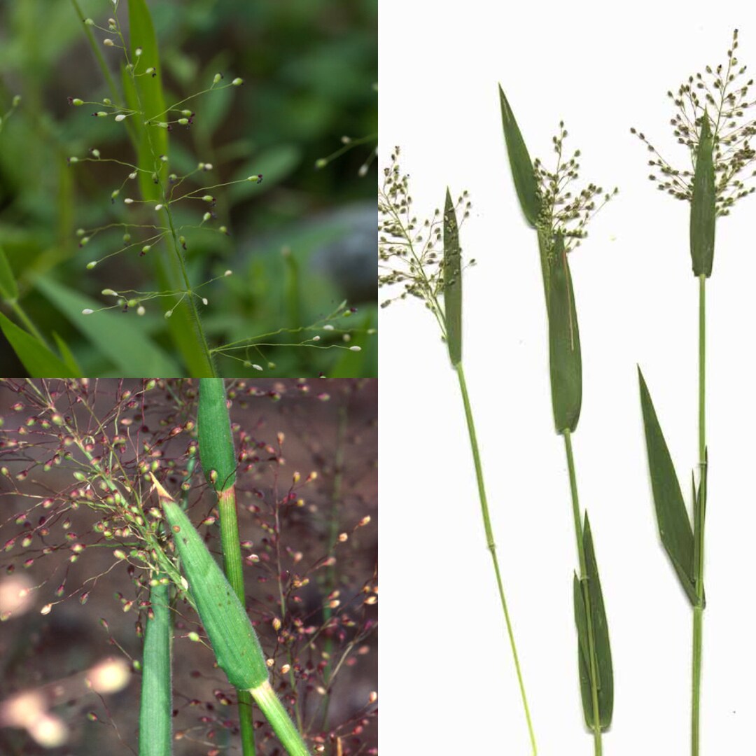 Seeds for Planting, Panicum Acuminatum Seeds, Hairy Panic Grass, ~ Bulk ...