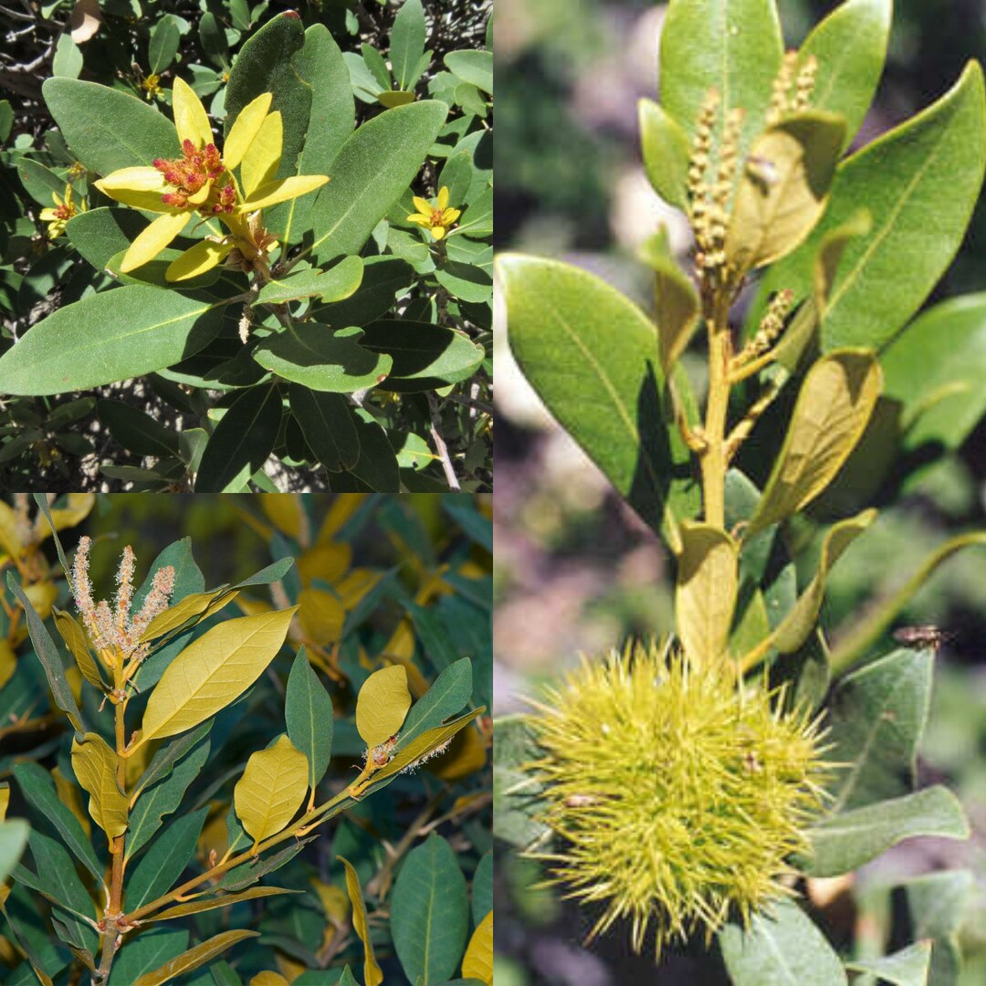 Seeds for Planting, Chrysolepis Sempervirens Seeds, Bush Chinquapin ...