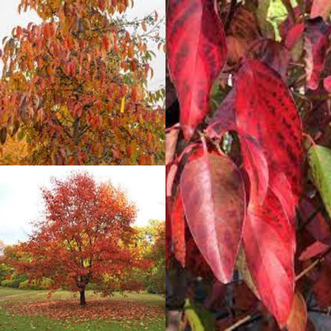Seeds for Planting, Nyssa Sinensis Seeds, Chinese Tupelo,~ Bulk ...