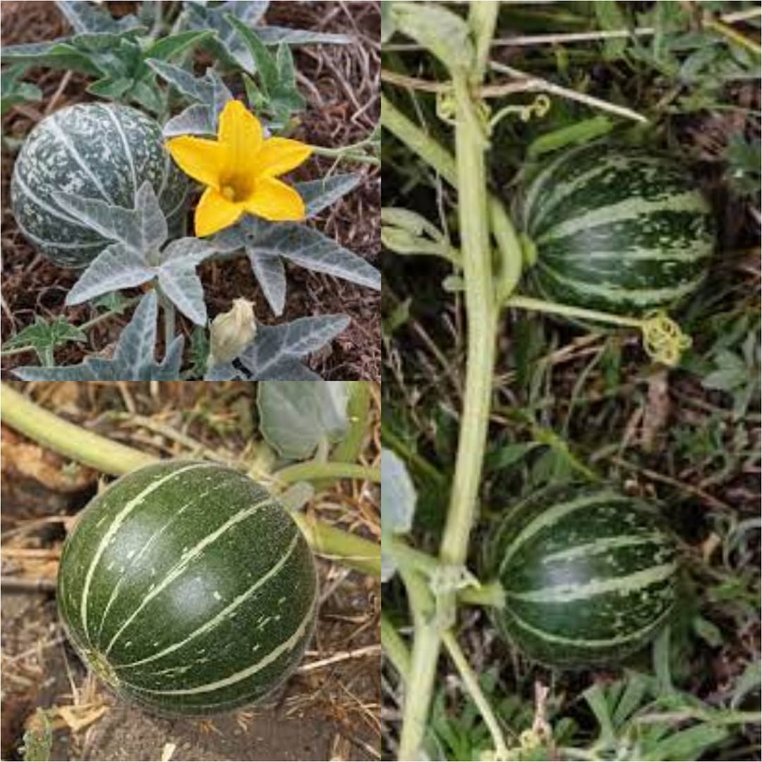 Seeds for Planting,cucurbita Foetidissima Seeds, Missouri Gourd ...