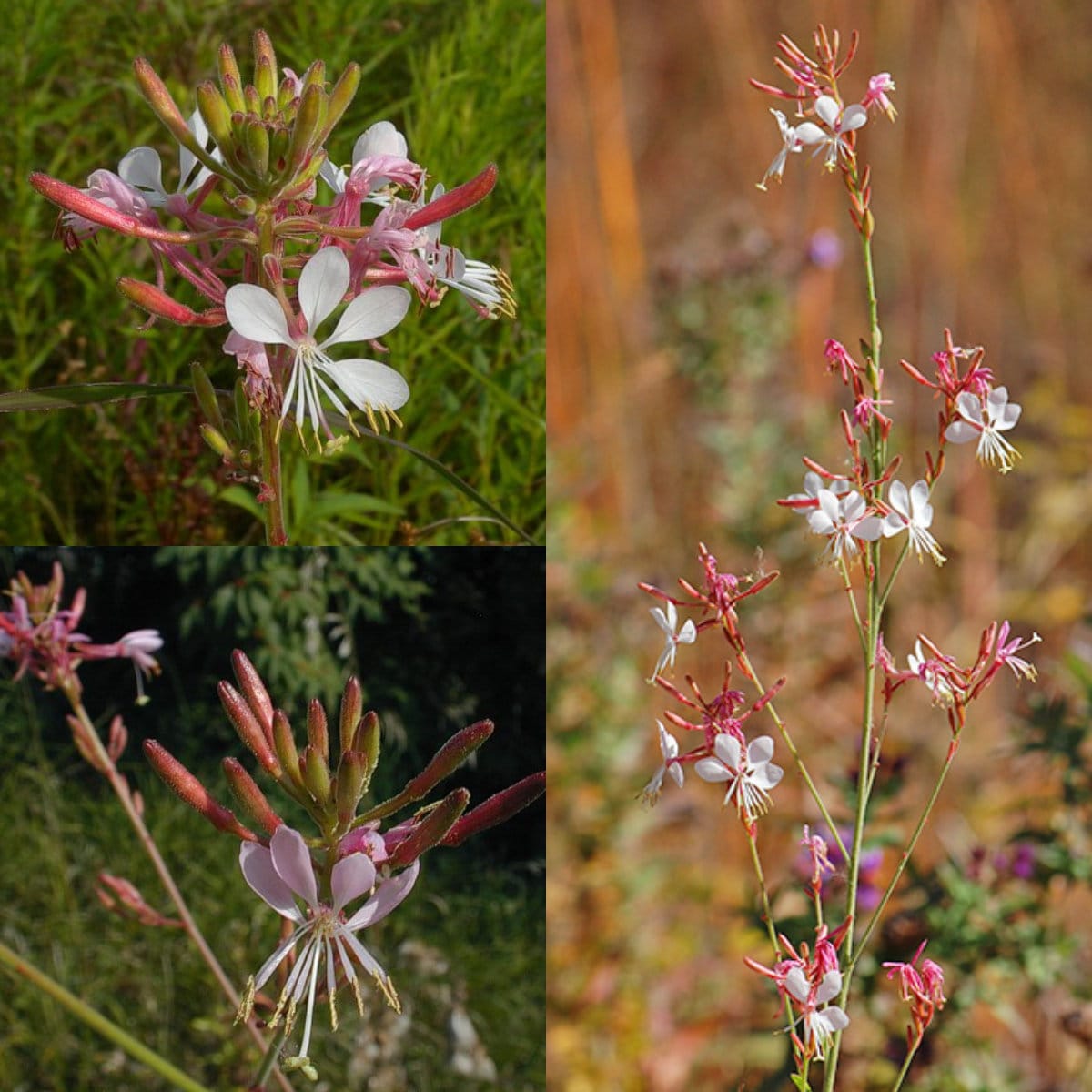 Seeds for Planting, Gaura Biennis Seeds, Oenothera Guara, Biennial ...