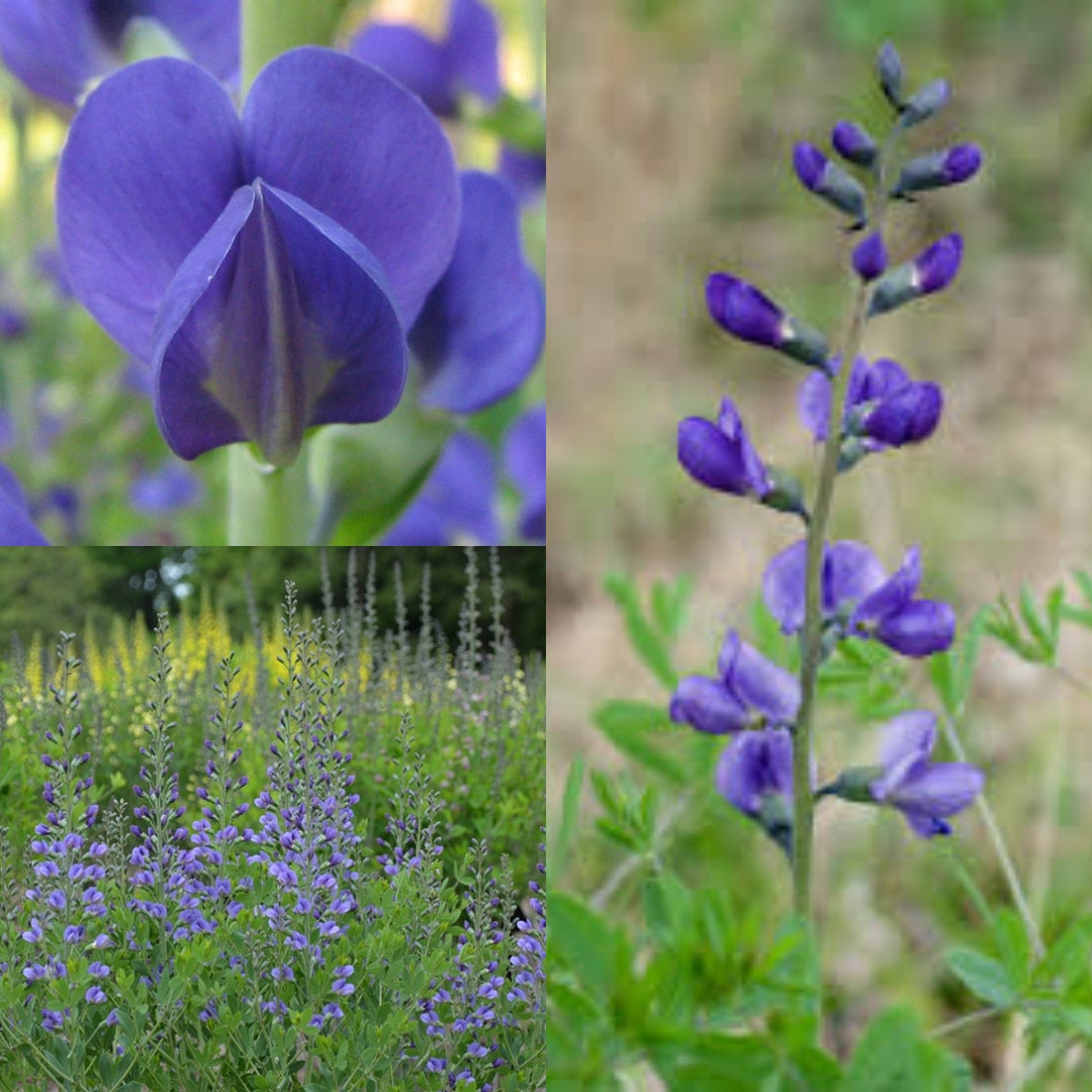 Seeds for Planting, Baptisia Australis Var. Minor Seeds, Dwarf Blue ...