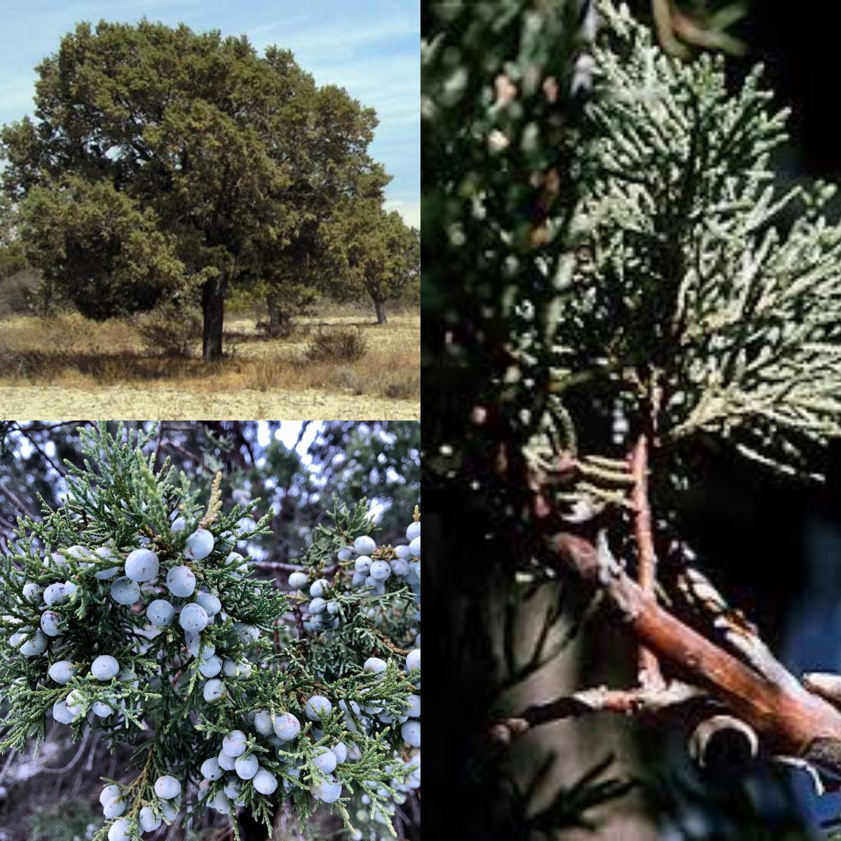 Seeds for Planting, Juniperus Deppeana Seeds, Alligator Juniper ...