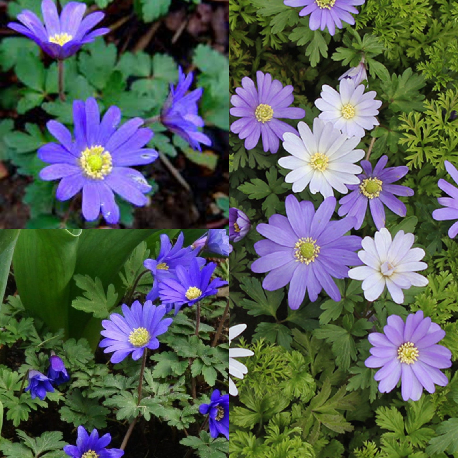 Seeds for Planting, Anemone Blanda Seeds, Greek Thimbleweed, Windflower ...