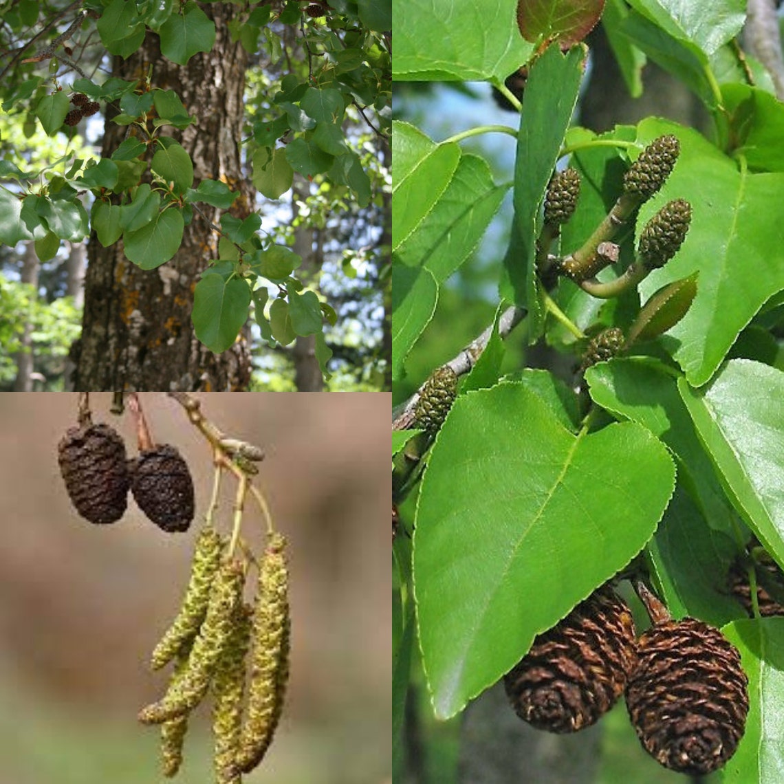 Seeds for Planting, Alnus Cordata Seeds, Italian Alder,~ Bulk Wholesale ...