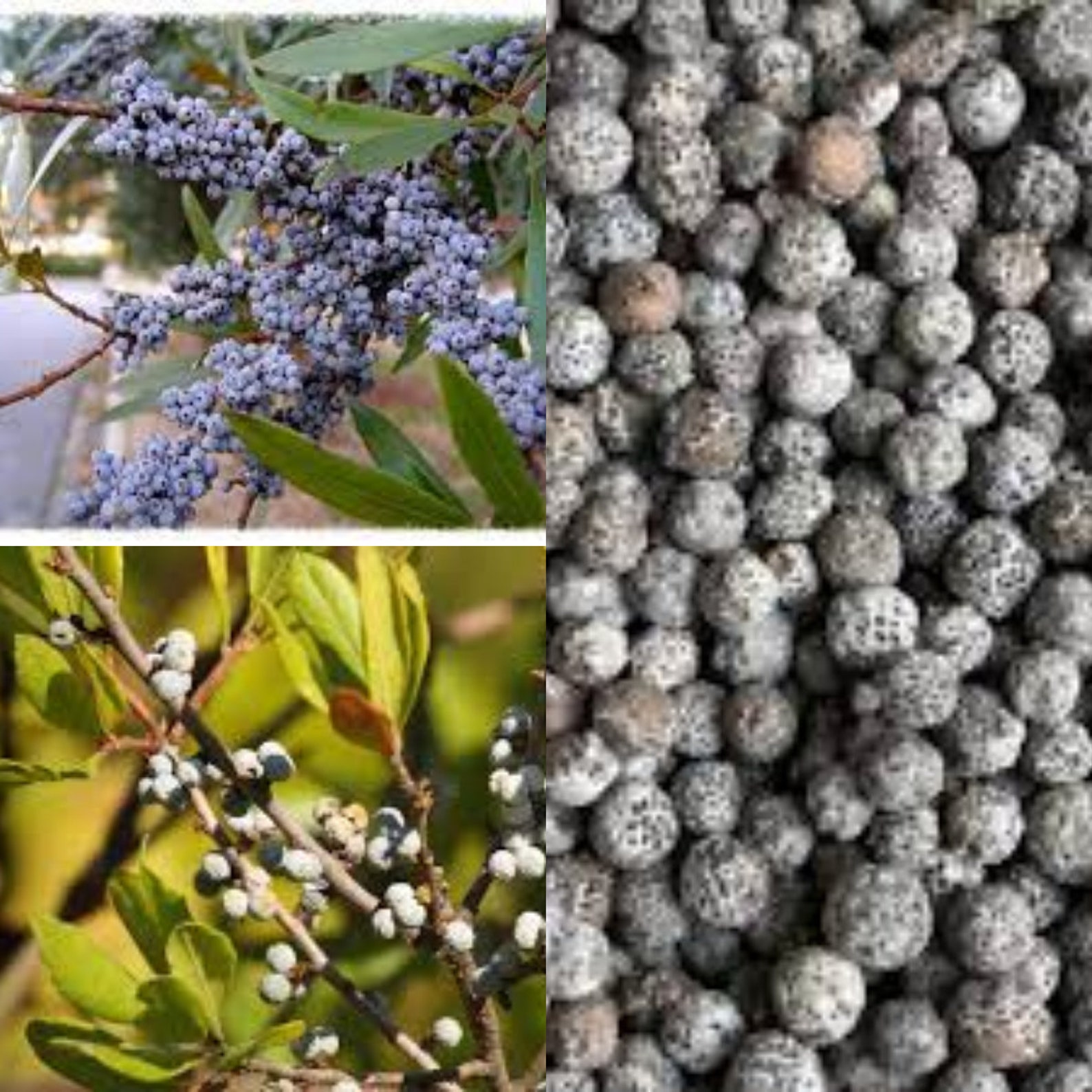 Seeds for Planting, Myrica Cerifera Dried Berries Seeds, Southern Wax ...