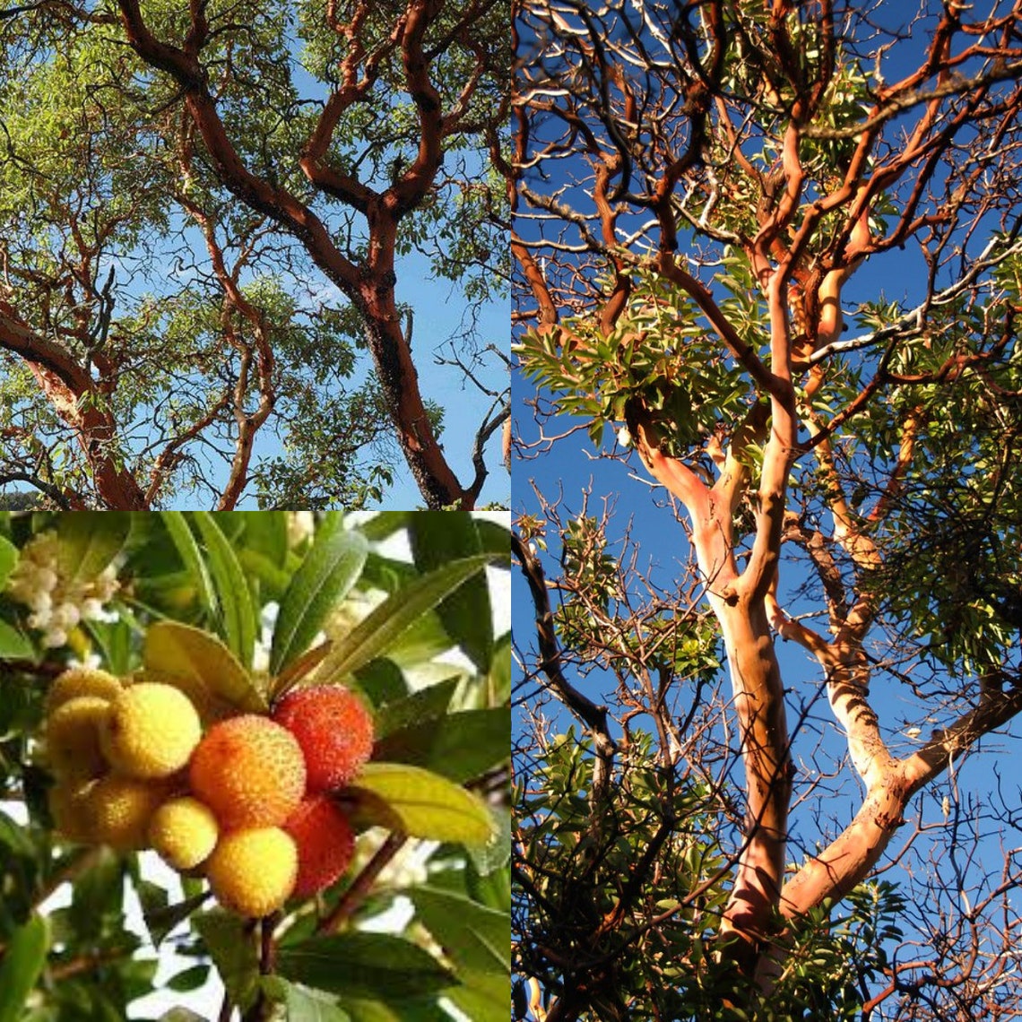 Seeds for Planting, Arbutus Menziesii Clean Seed Seeds, Pacific Madrone ...