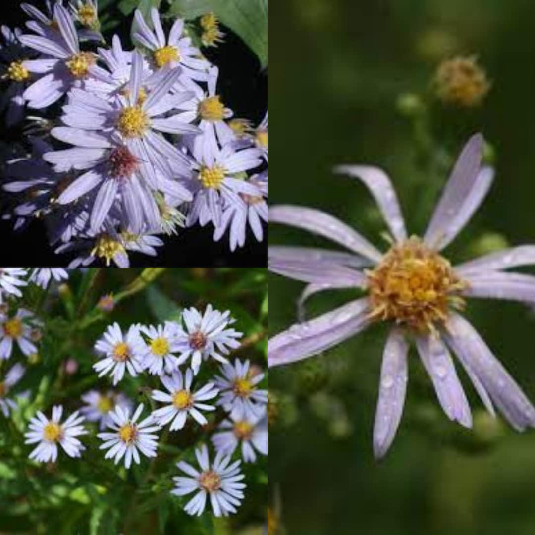 Seeds for Planting, Symphyotrichum Shortii Seeds, Short's Aster,~ Bulk ...
