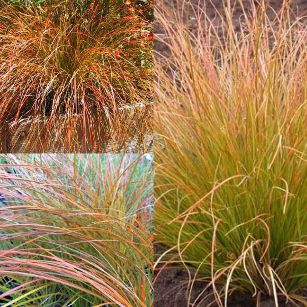 Seeds for Planting, Carex Testacea Seeds, Orange Sedge, Speckled Sedge ...