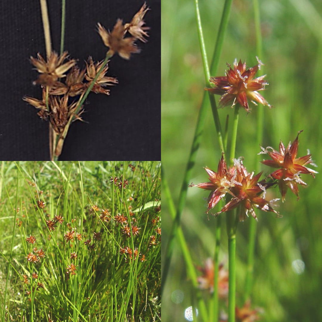 Seeds for Planting, Juncus Nodosus Seeds, Knotted Rush, ~ Bulk ...