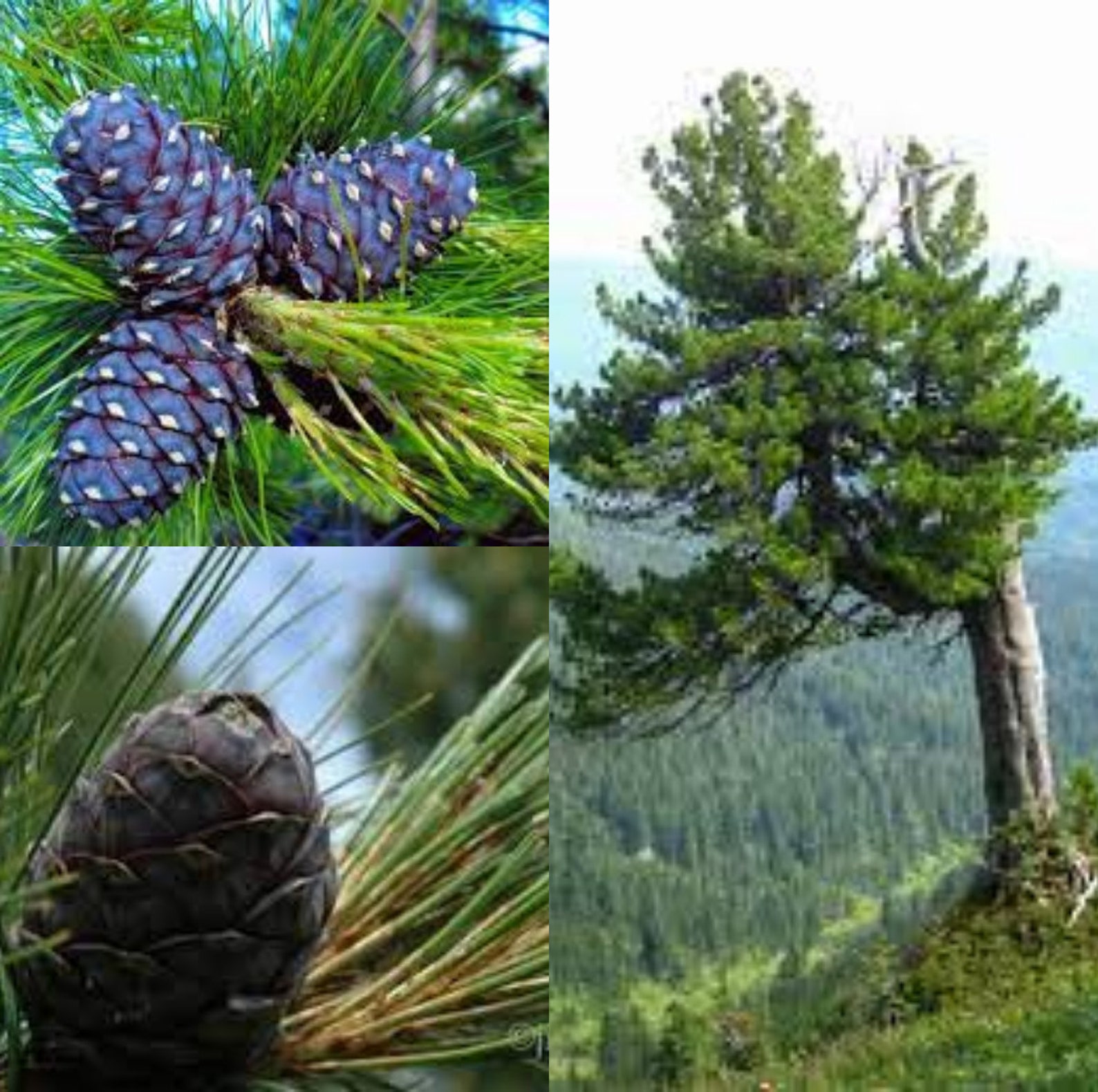 Seeds for Planting, Pinus Cembra Sibirica Seeds, Sibirica Swiss Stone ...