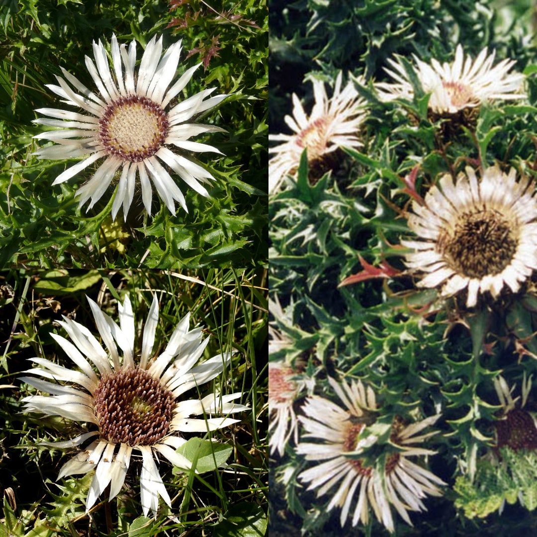 Seeds for Planting, Carlina Acaulis Simplex Seeds, Smooth Carlina ...