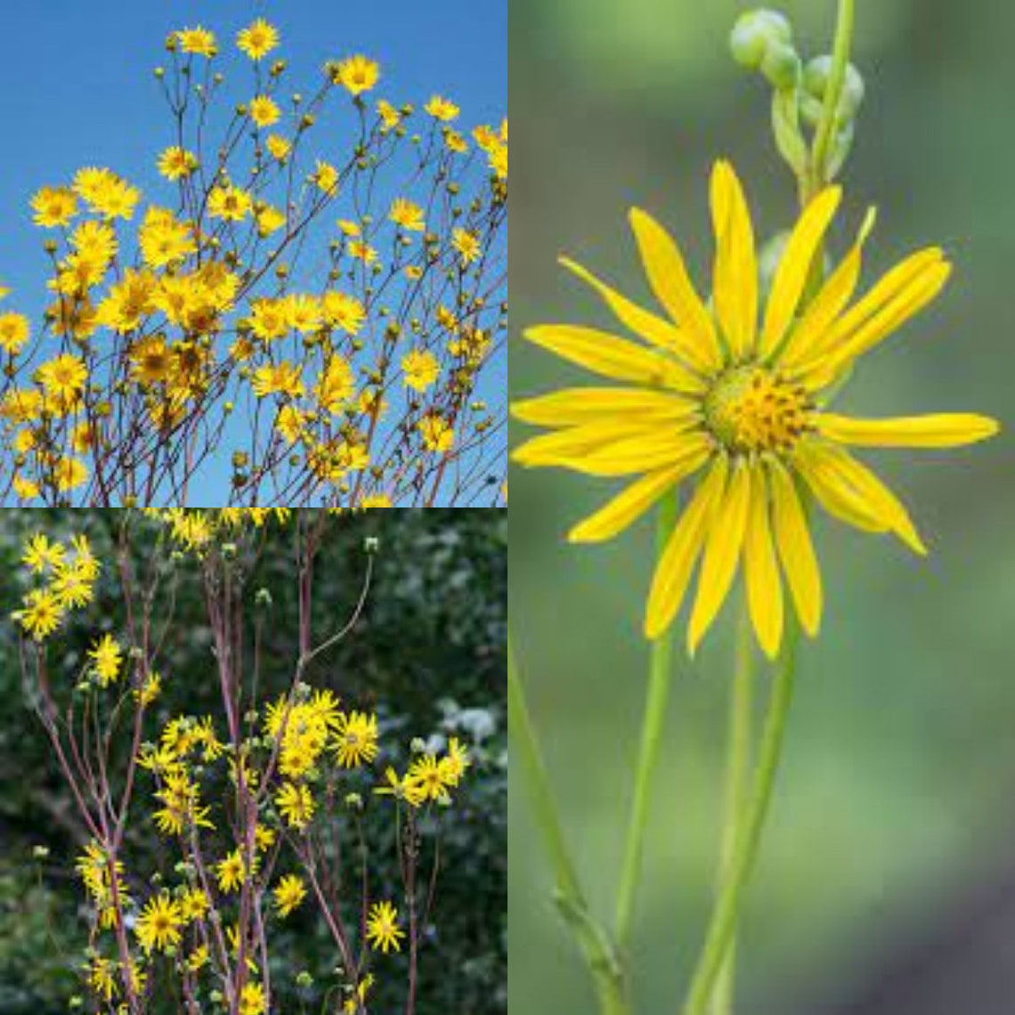 Seeds for Planting, Silphium Terebinthinaceum Seeds, Prairie Rosinweed ...