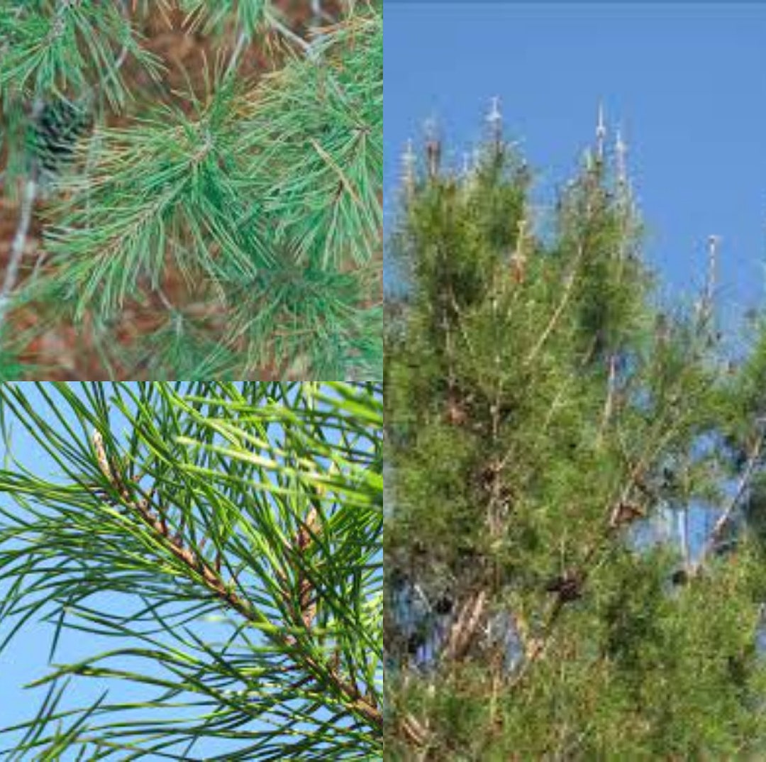 Pinus Clausa