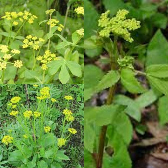 Seeds for Planting Zizia Aptera Seeds Meadow Zizia Golden - Etsy