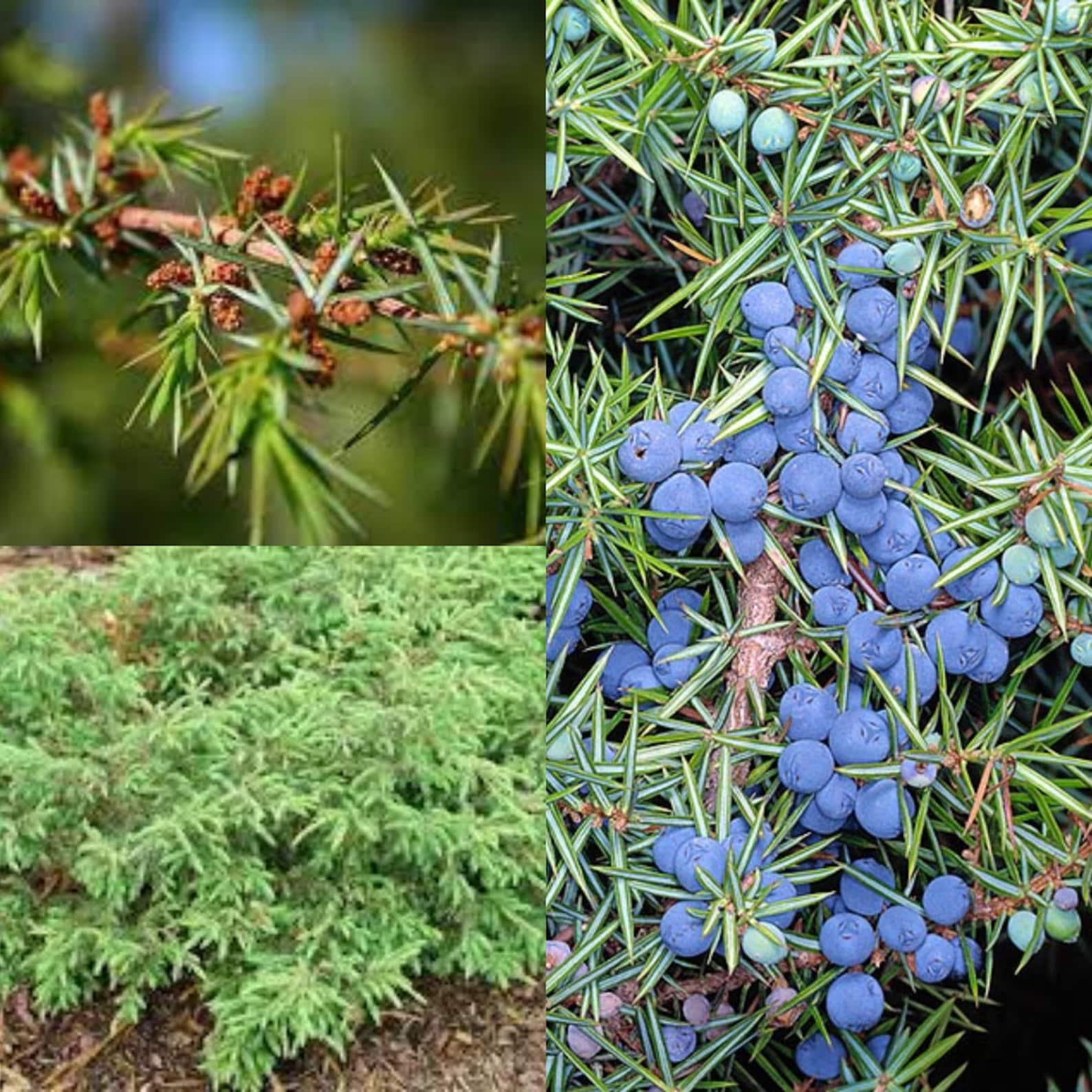 Seeds for Planting, Juniperus Communis Seeds, Common Juniper,~ Bulk ...
