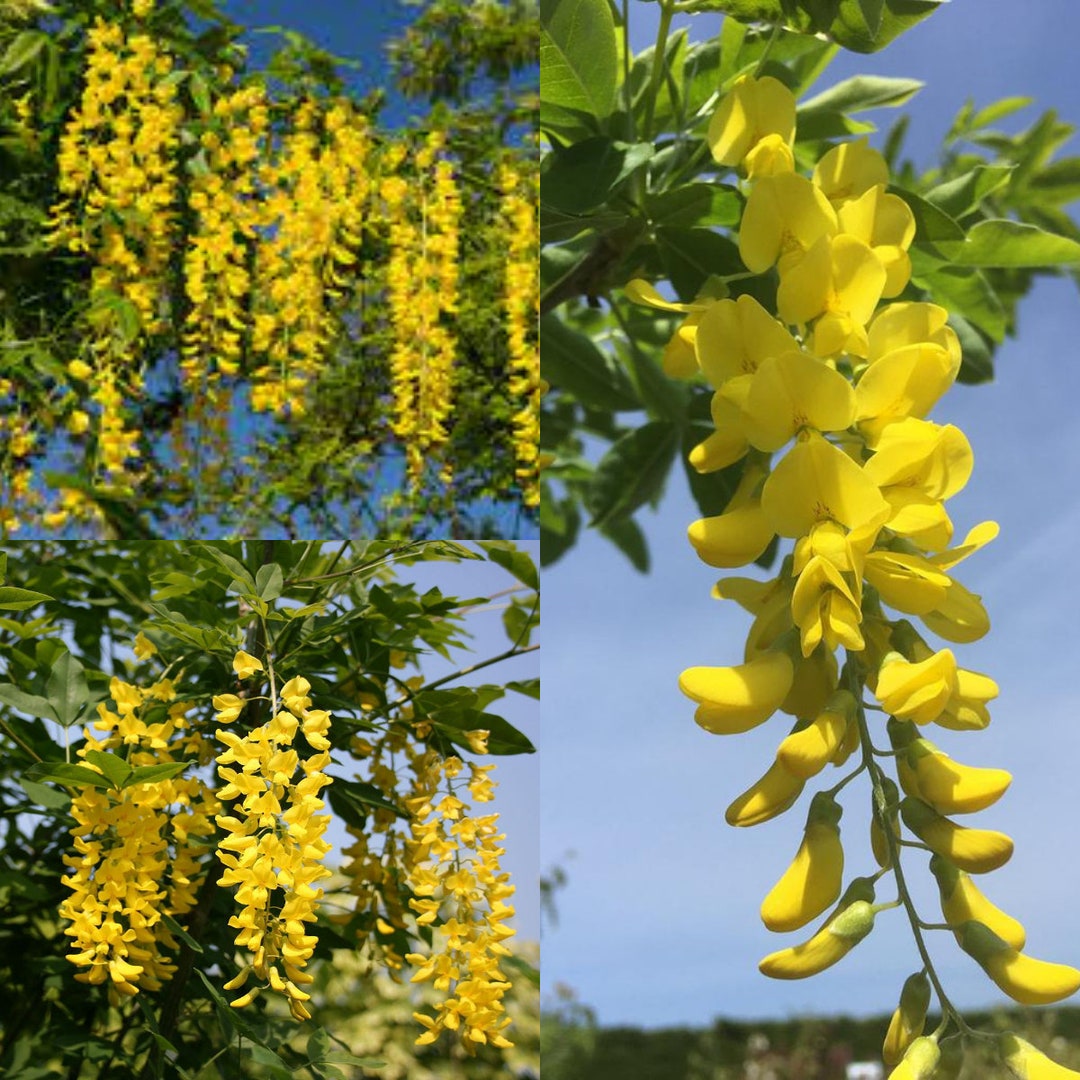 Seeds for Planting, Laburnum Watereri Seeds, Waterer Golden Chain Tree ...