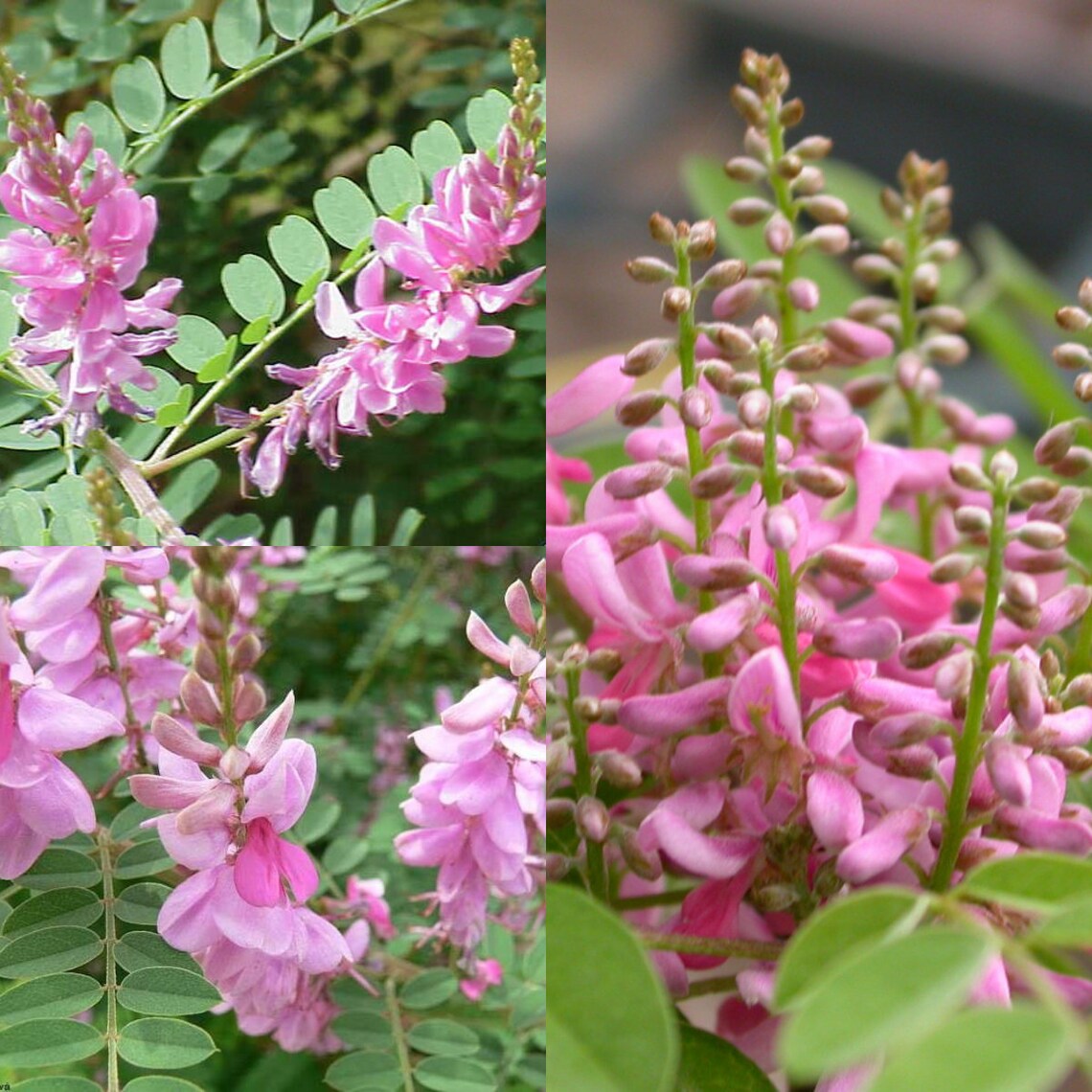 Seeds for Planting, Indigofera Tinctoria Seeds, True Indigo,~ Bulk ...