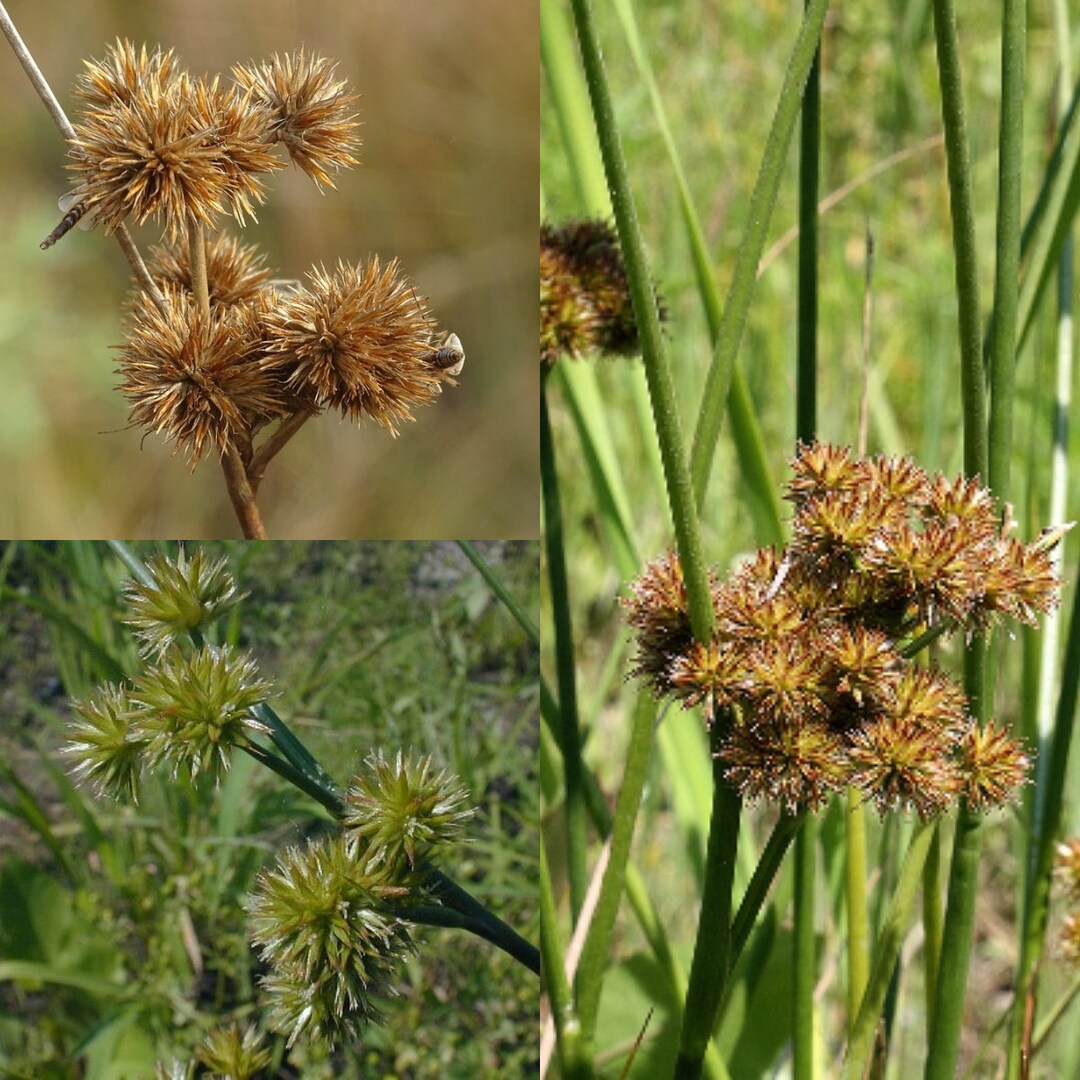 Seeds for Planting, Juncus Torreyi Seeds, Torrey's Rush, ~ Bulk ...