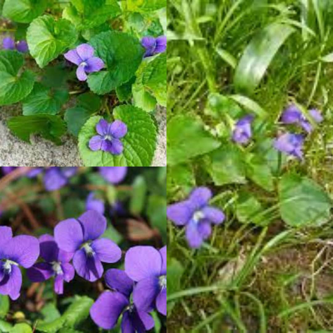 Seeds for Planting, Viola Sororia Seeds, Woolly Blue Violet, Common ...