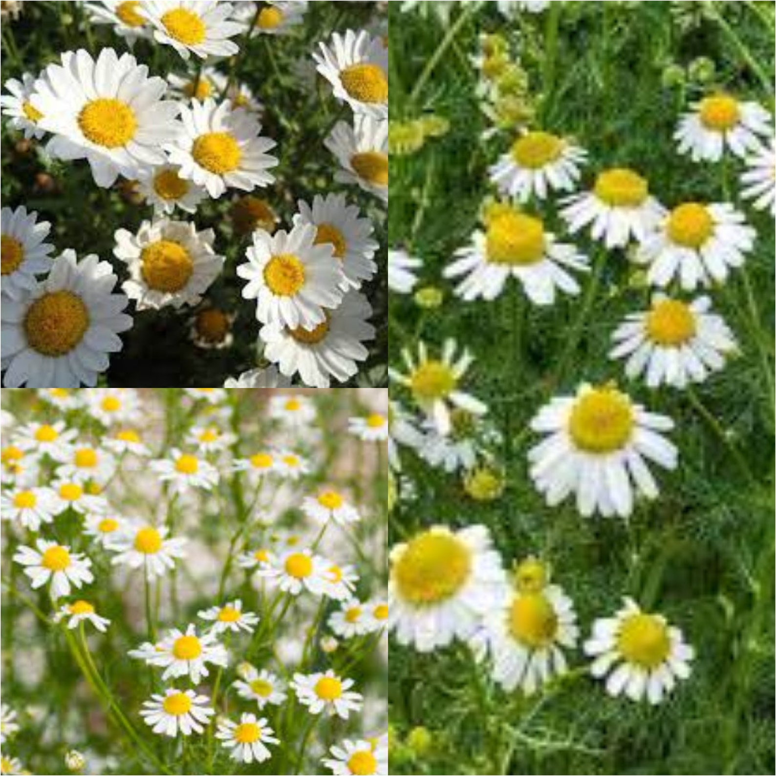 Seeds for Planting, Matricaria Recutita Seed, German Chamomile, Mayweed ...