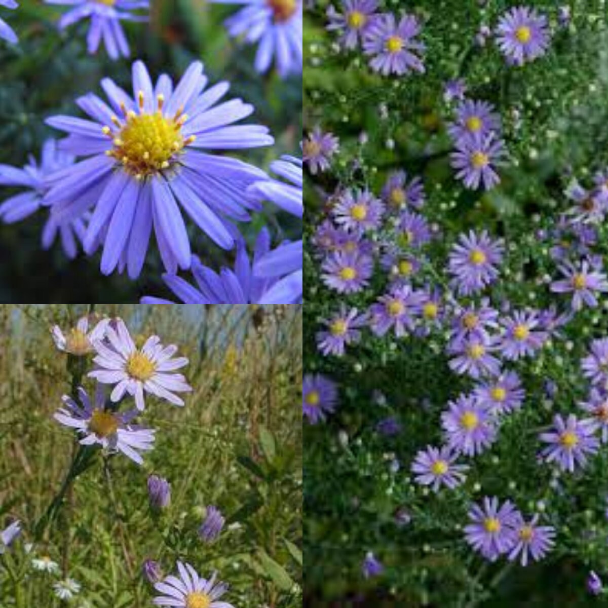 Smooth Blue Aster