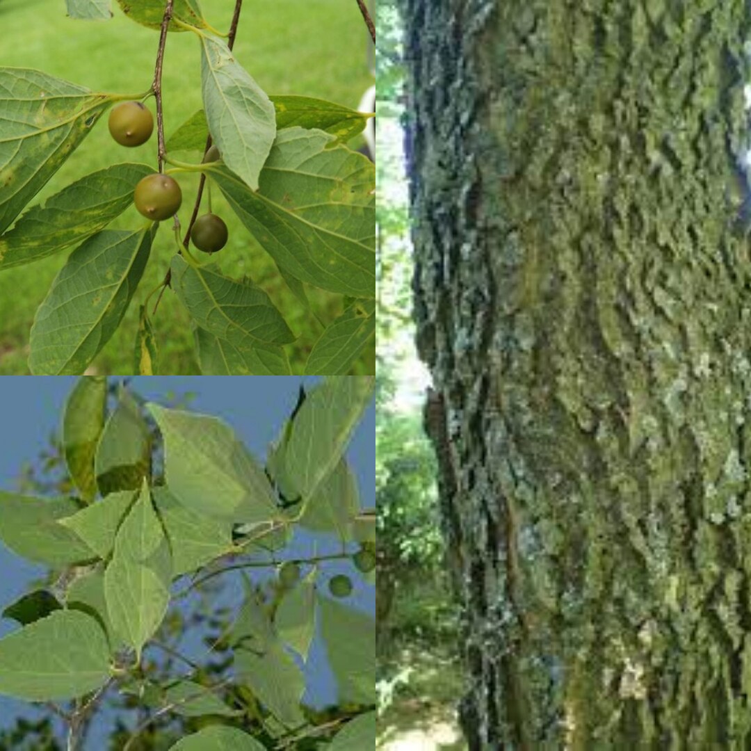 Seeds for Planting, Celtis Tournefortii Seeds, Oriental Hackberry ...