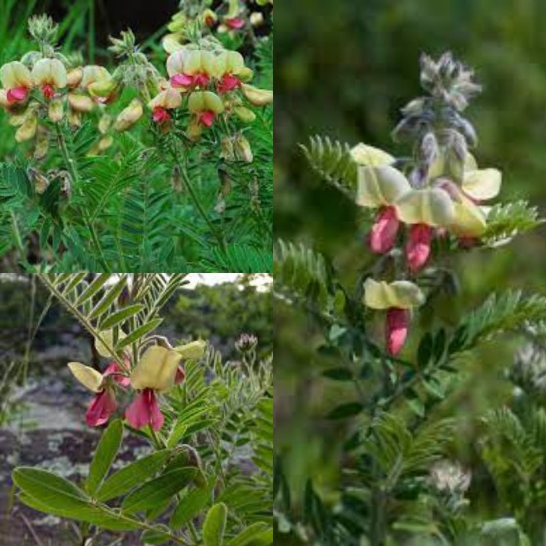 Seeds for Planting, Tephrosia Virginiana Seeds, Goat-rue, Goat's Rue ...