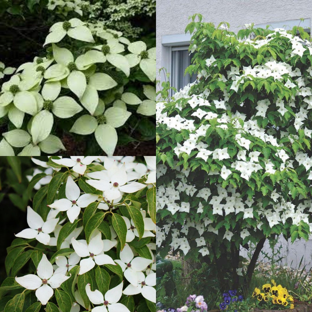 Seeds for Planting, Cornus Kousa Milky Way Seeds, Milky Way Kousa ...