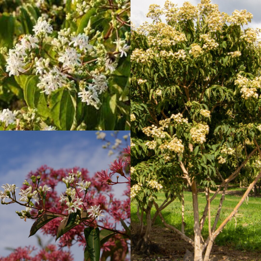 Seeds for Planting, Heptacodium Miconioides Seeds, Seven Son Flower ...