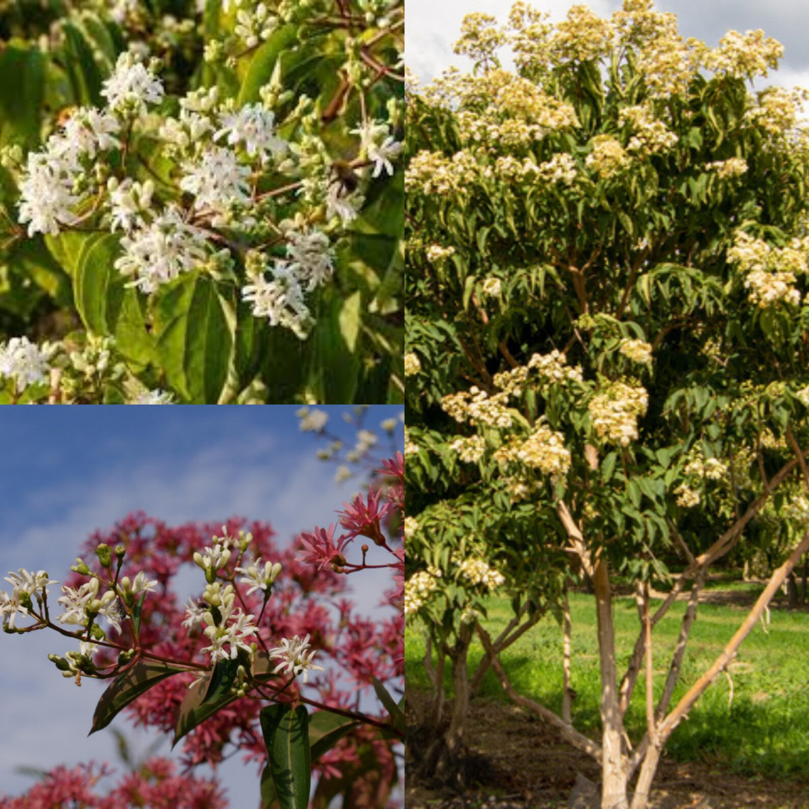 Seeds for Planting, Heptacodium Miconioides Seeds, Seven Son Flower ...