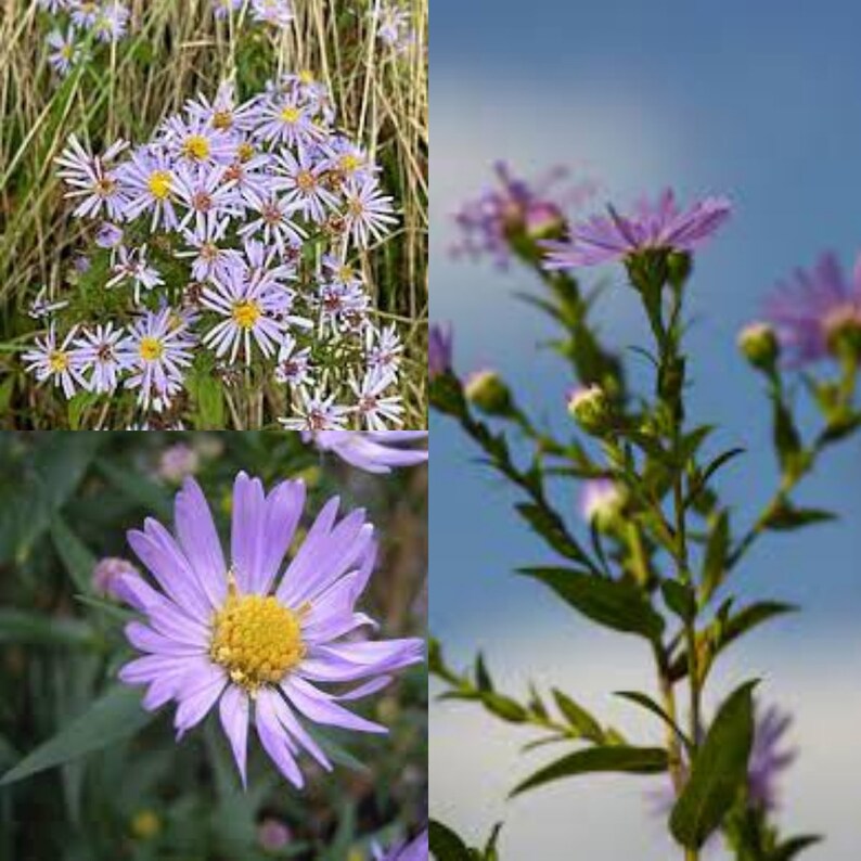 Seeds for Planting, Symphyotrichum Novi-belgii Seeds, New York Aster ...