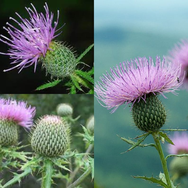 Seeds for Planting, Cirsium Altissimum Seeds, Tall Thistle, Roadside ...
