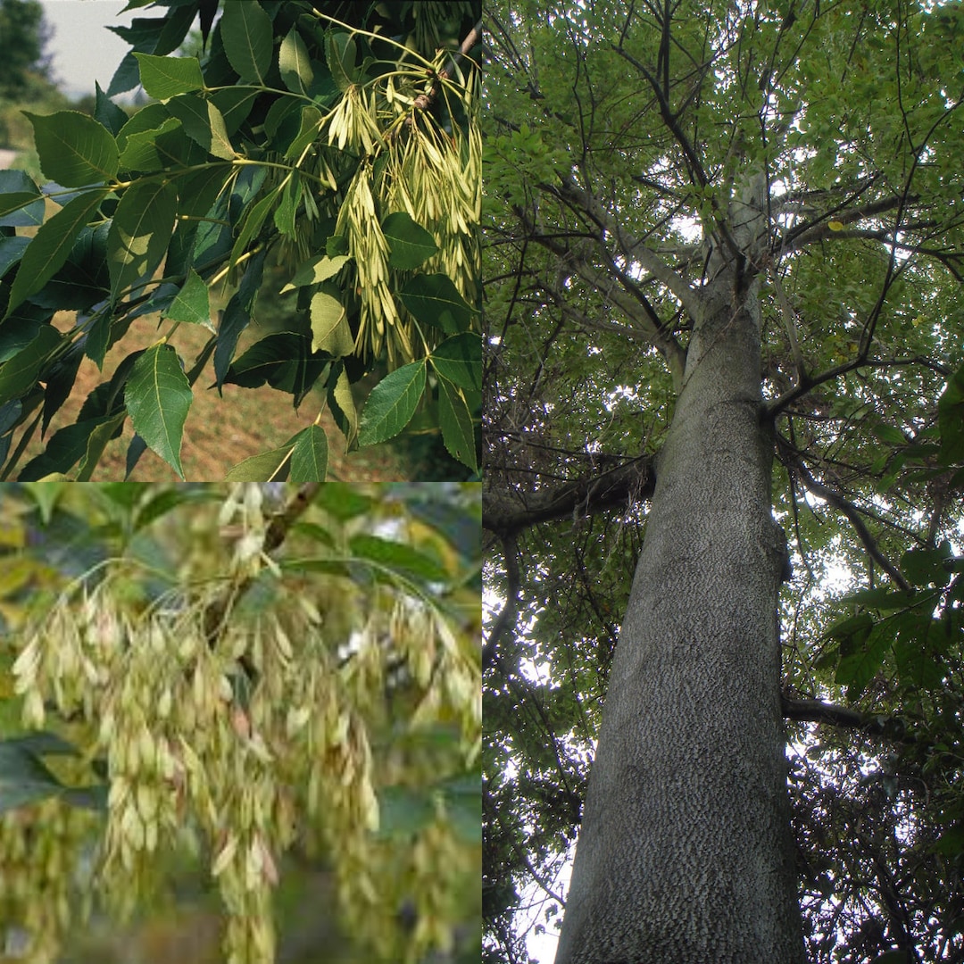 Seeds for Planting, Fraxinus Chinensis Seeds, Chinese Ash,~ Bulk ...