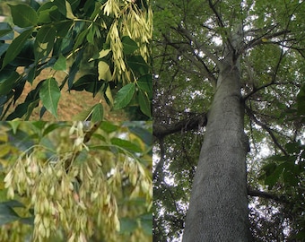 Hardy Chinese Ash Tree Seeds fraxinus Bungeana beakleaf - Etsy