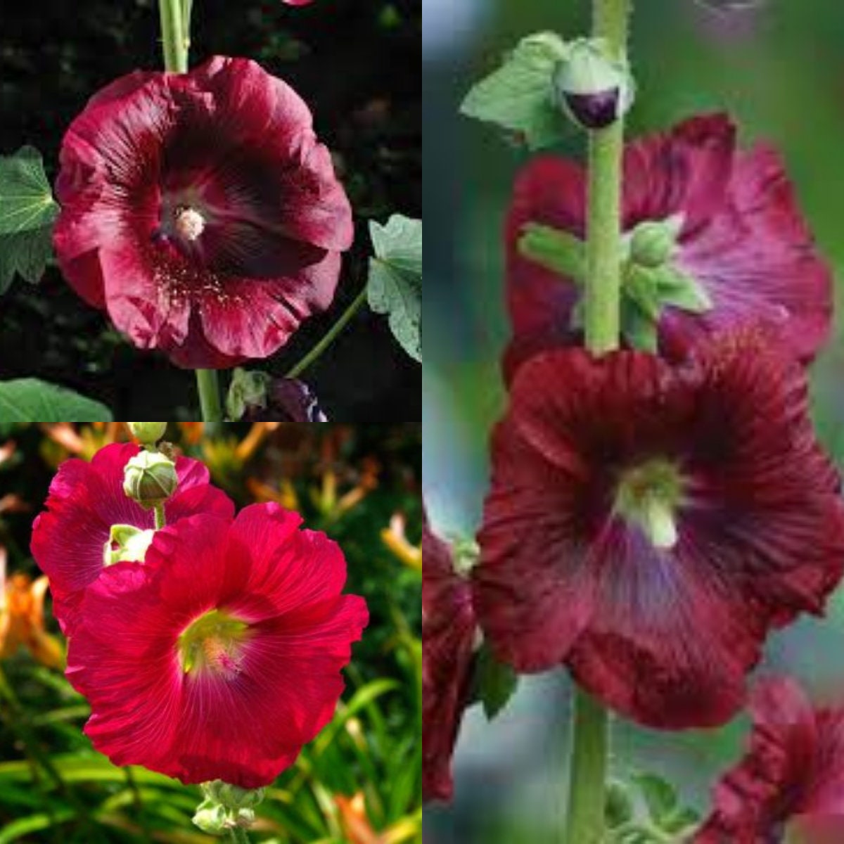 Seeds for Planting, Alcea Rosea Seeds, Hollyhock, Bulk Wholesale Seed ...