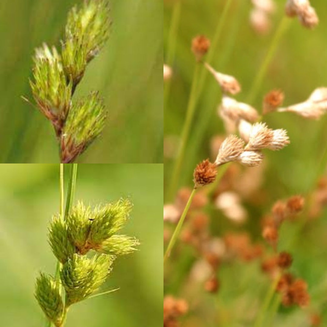 Carex Scoparia
