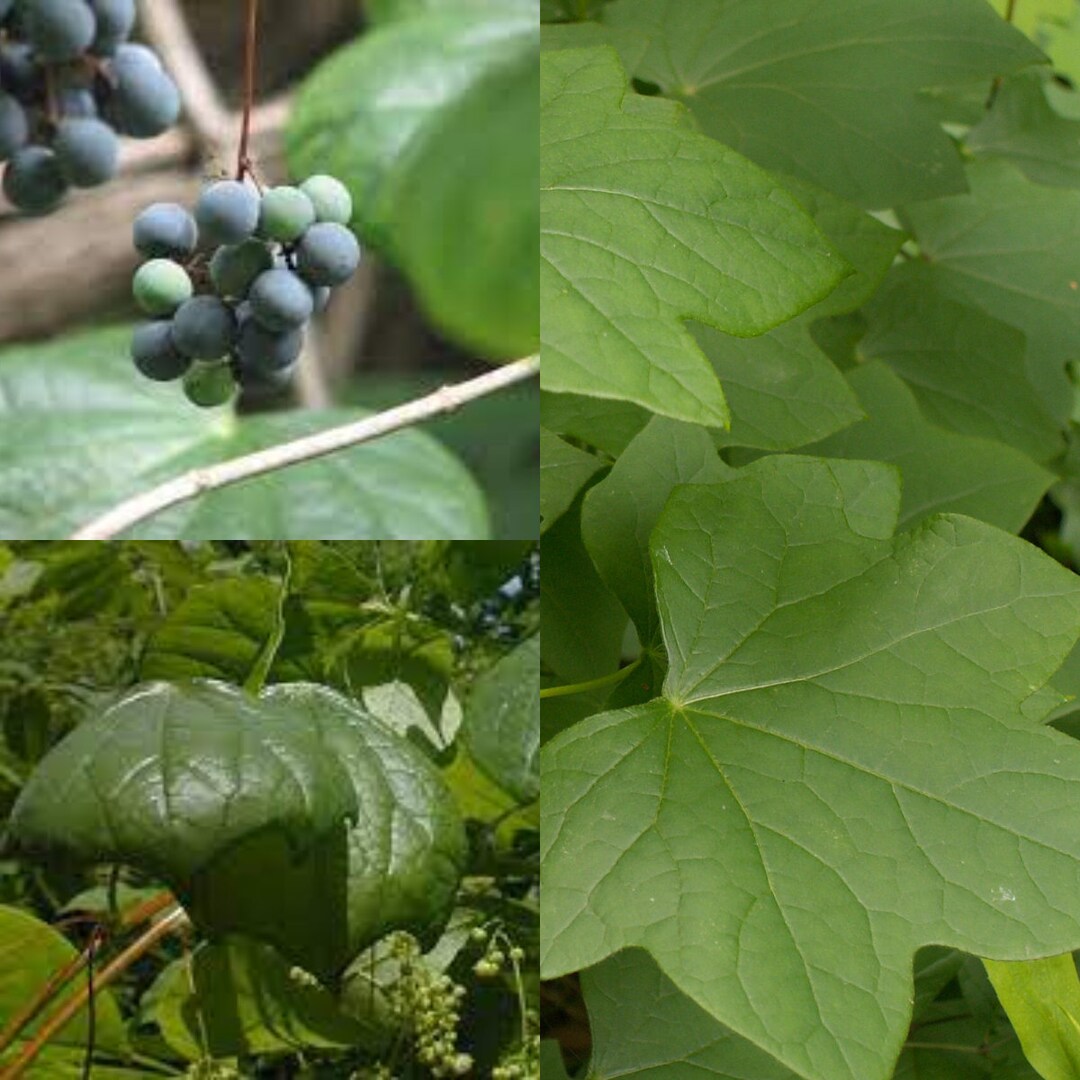 Seeds for Planting, Menispermum Canadense Seeds, Canadian Moonseed ...