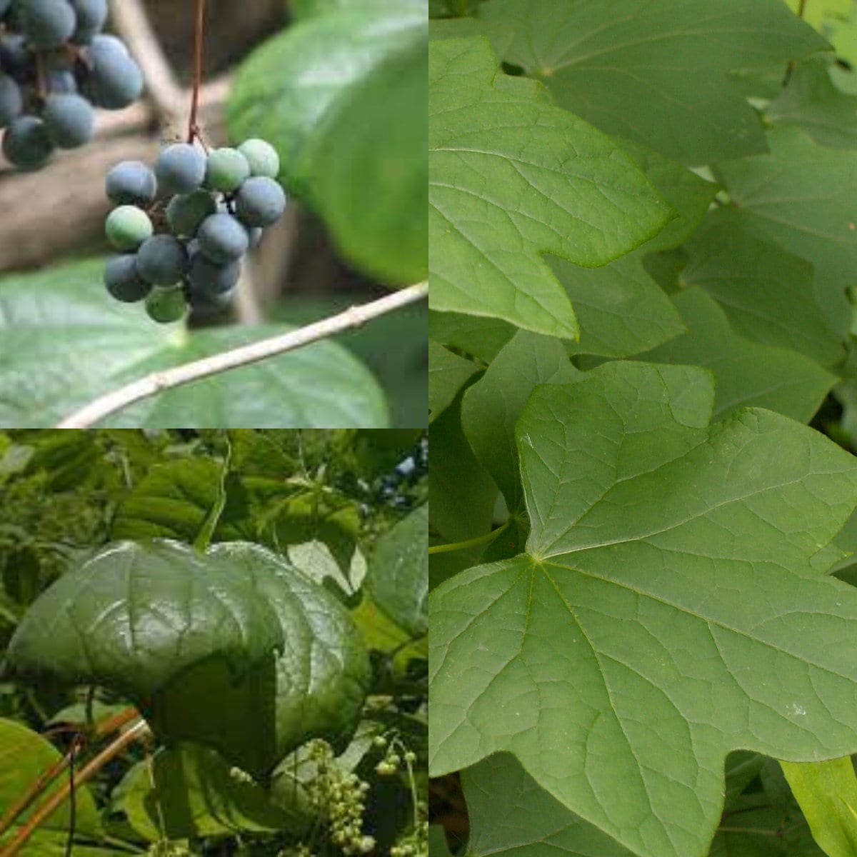 Seeds for Planting, Menispermum Canadense Seeds, Canadian Moonseed ...
