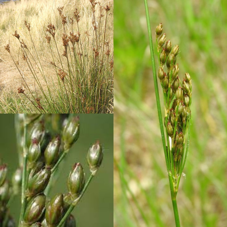 Seeds for Planting, Juncus Greenei Seeds, Greene's Rush, Bulk Wholesale ...