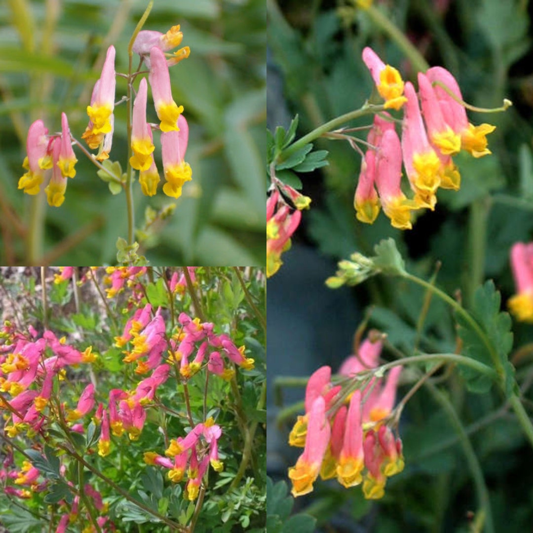 Seeds for Planting, Corydalis Sempervirens Seeds, Pale Corydalis ...