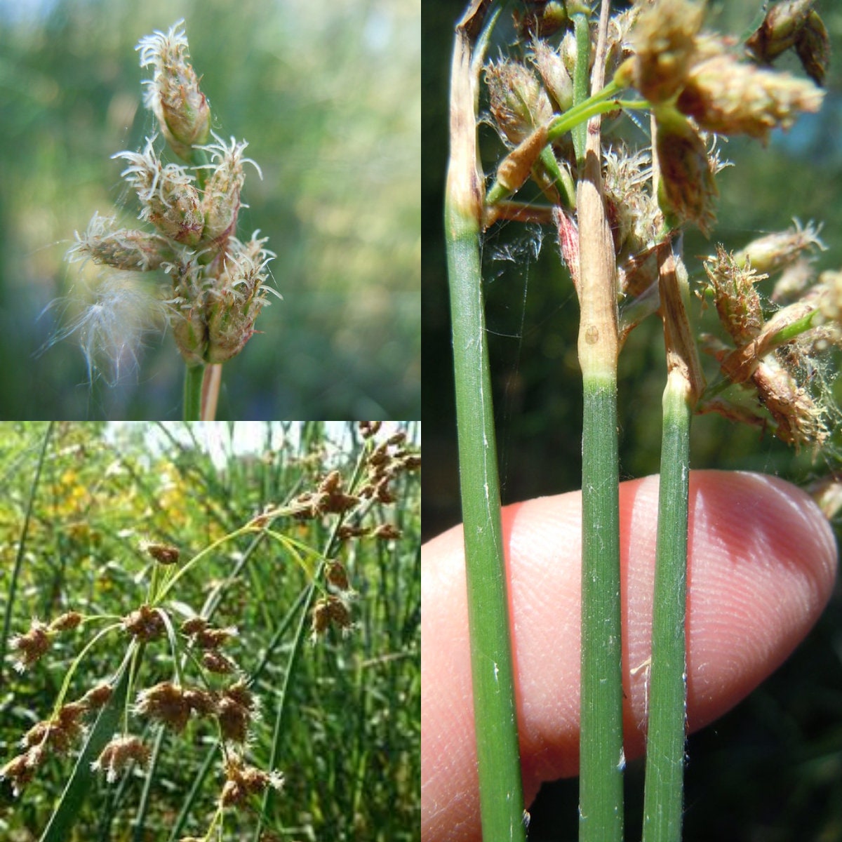 Seeds for Planting, Scirpus Validus Seeds,schoenoplectus ...